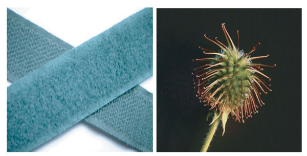 Biomimics and its application in textiles and apparel (Episode-I)