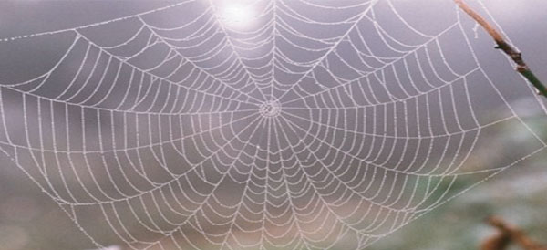 Biomimics and its application in textiles and apparel (Episode-I)