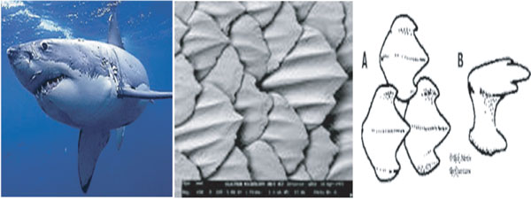 Biomimics and its application in textiles and apparel (Episode-I)