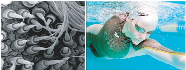 Biomimics and its application in textiles and apparel (Episode-I)