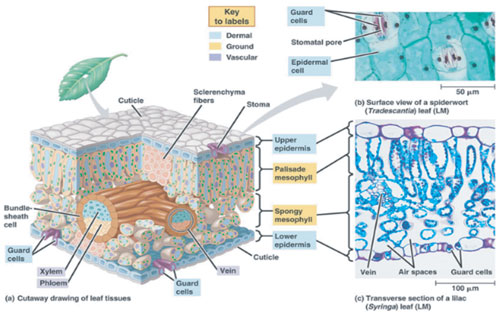 Biomimics and its Application in Textiles and Apparel (Episode-2)