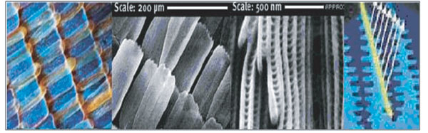 Biomimics and its Application in Textiles and Apparel (Episode-2)
