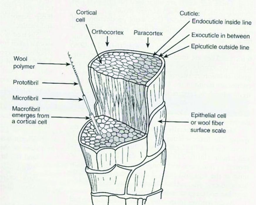 Woolenization of jute fibre