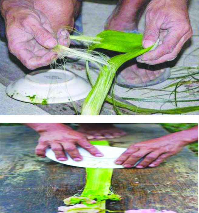 What Is Pineapple Leaf Fiber - Infoupdate.org