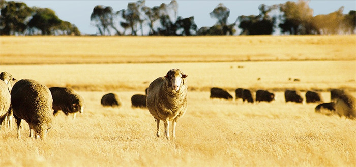 Get RWS certified products available worldwide