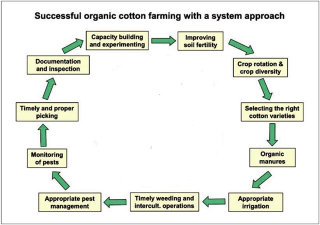 Cotton Cultivation Process