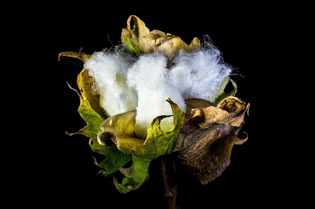 Selection of cotton (Part-v): Sustainable cotton, cultivation culture ...