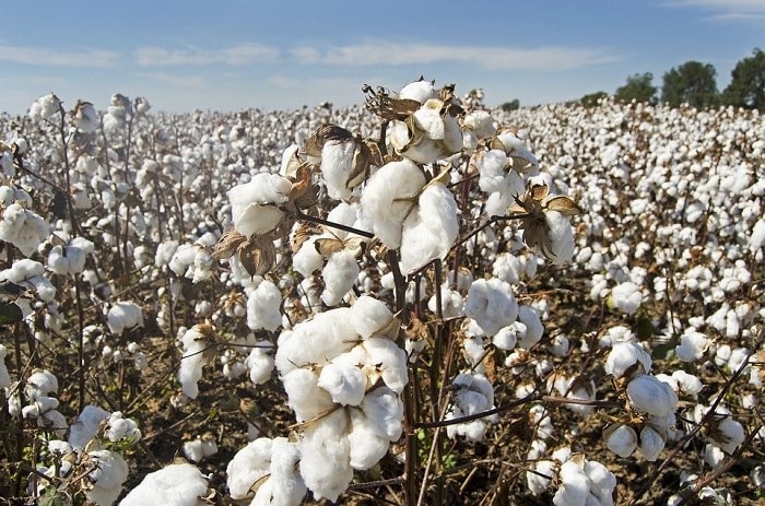 Cotton Council International Joins SAC for supply chain sustainability