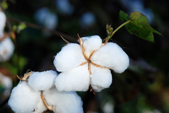 2020 cotton market trend and price overview