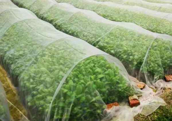 Agro-textiles can be a great solution for various problems of agro-industry