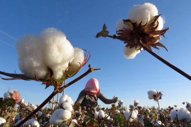 China emphasizes cotton cooperation with BRI Central Asian nations