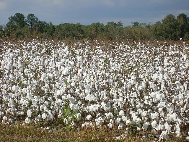 Dangers of obliviousness in cotton supply chains