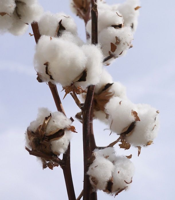 Closing the chasm for the conscious consumer: fully traceable cotton