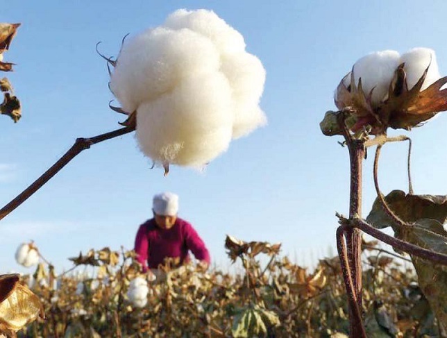 Heavy rain damages cotton crop around 45% in Pakistan