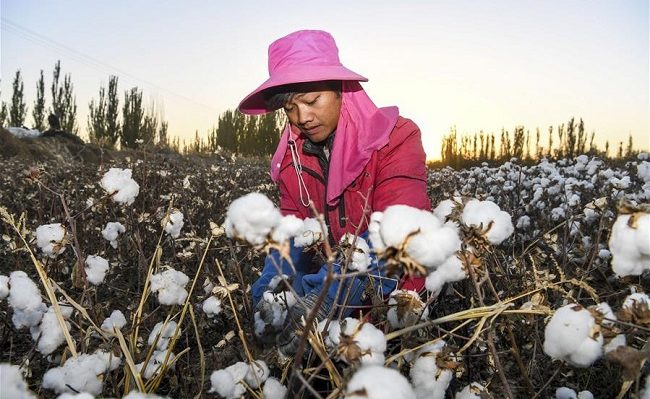 China's yarn export declines for Xinjiang cotton ban by US