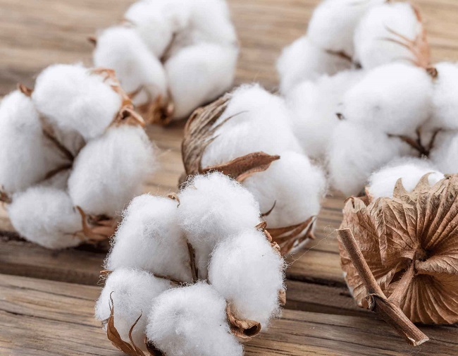 Bangladesh can import US cotton only showing SPS certificate