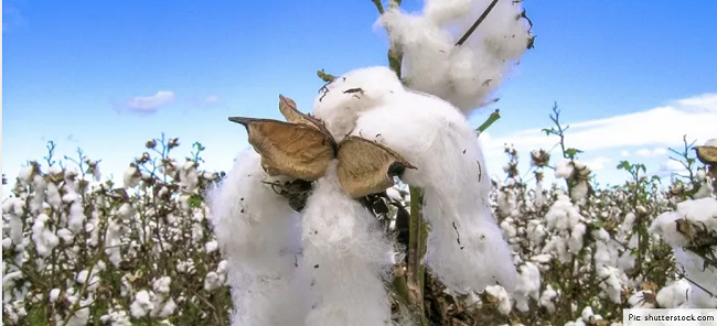 Bangladesh sees 68.05% growth in cotton waste export during Jul-Sep in ...