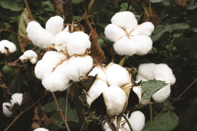 Discourse of BT cotton in Southeast Asia (Part-II)