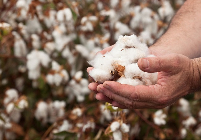 Global cotton production may reach four-year high