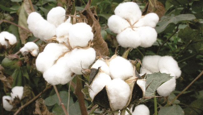Seed industry sees limited supply of some Bt cotton hybrids this season