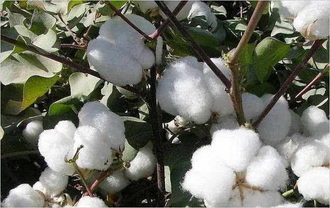 Bt cotton in Bangladesh: the pros and cons you need to know