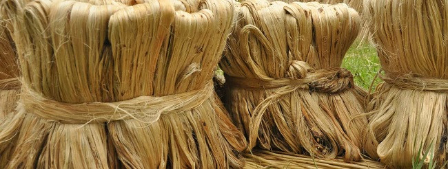 Jute price lowest in 10 years