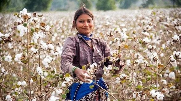 India to be the second-highest cotton consumer in the decade